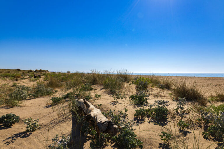 Vendres Beach A Natural Jewel of Hérault, Near Béziers 2025