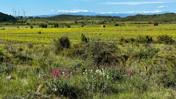 Bize-Minervois: 2025 Guide to Our Medieval Village in Occitanie