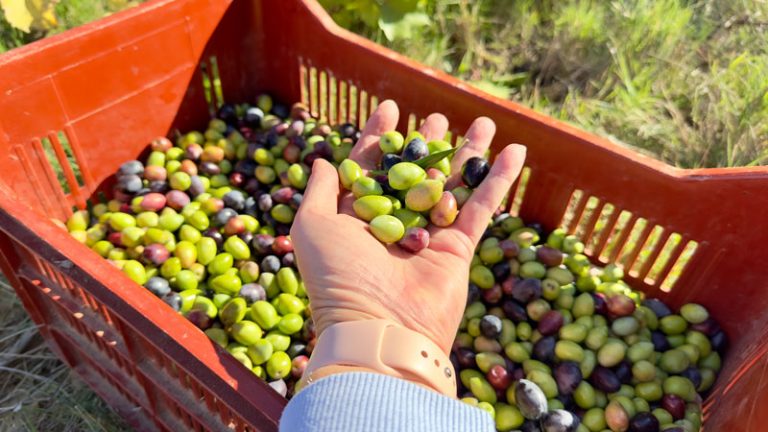 Visiter Bize-Minervois : Village authentique du Minervois